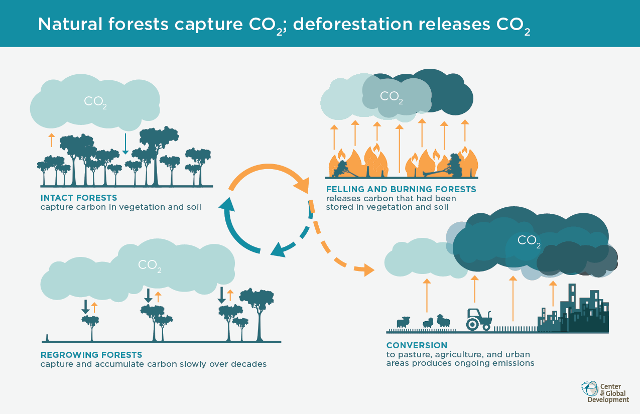 Infographics: Why Forests? Why Now? | Center For Global Development