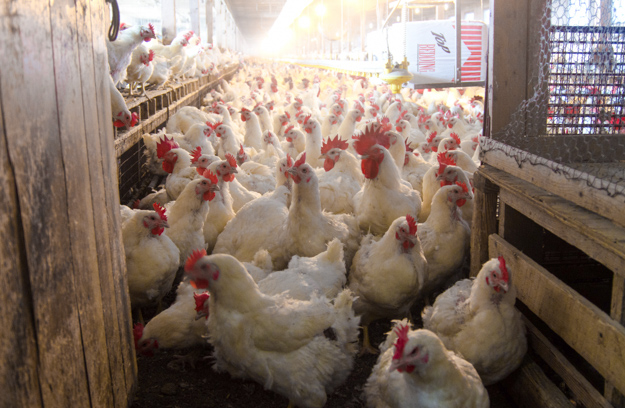 A Reason for Happier Meals at McDonald's: Fewer Antibiotics in Your ...